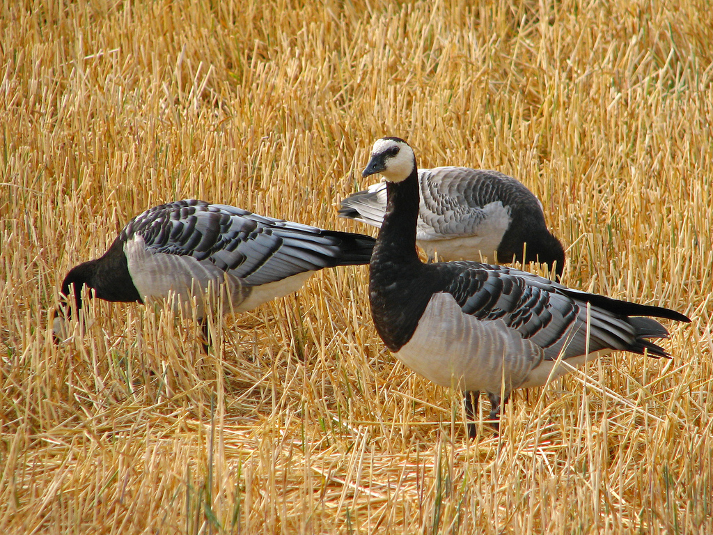 European Goose Management Platform